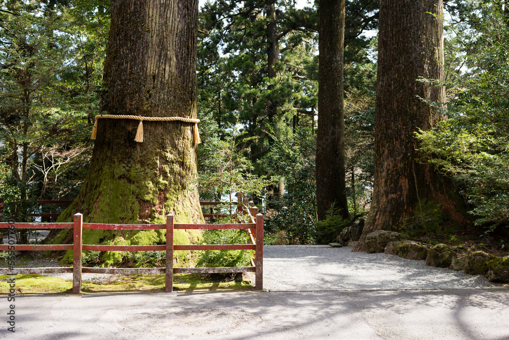 800 year old Cedar tree with yellow straw rope at Hakone Shrine on Lake ...