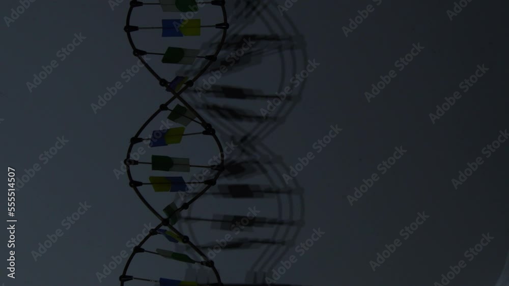 The sculpture of the DNA molecule spins and casts a shadow. Video in ...