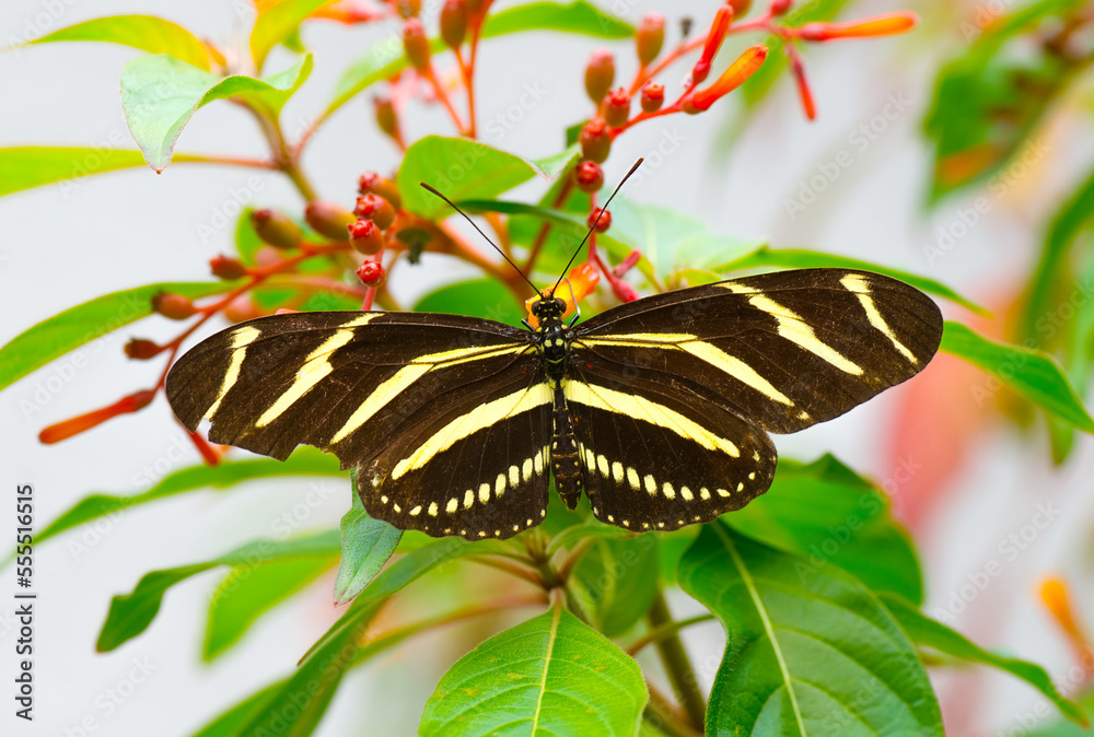 zebra longwing or zebra heliconian - Heliconius charithonia - state ...