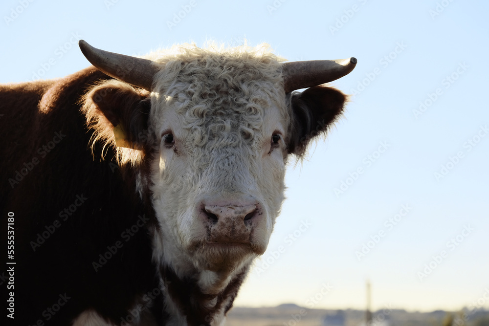 Horned Hereford bull cow portrait with curly white hair on face, beef ...