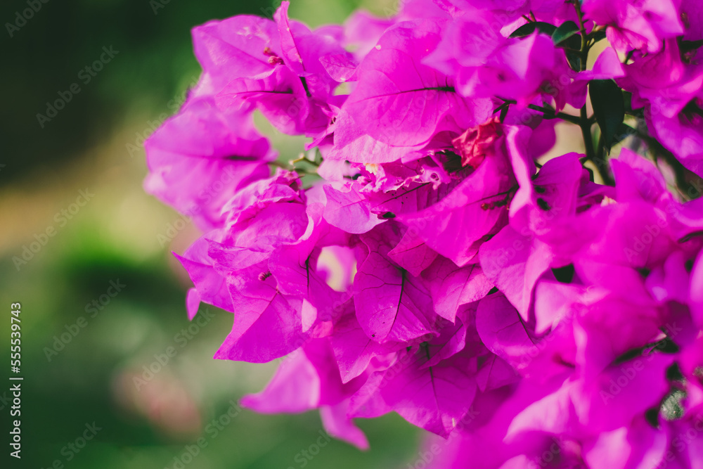 Las flores del NAPOLEON son su sello distintivo: de color fucsia ...