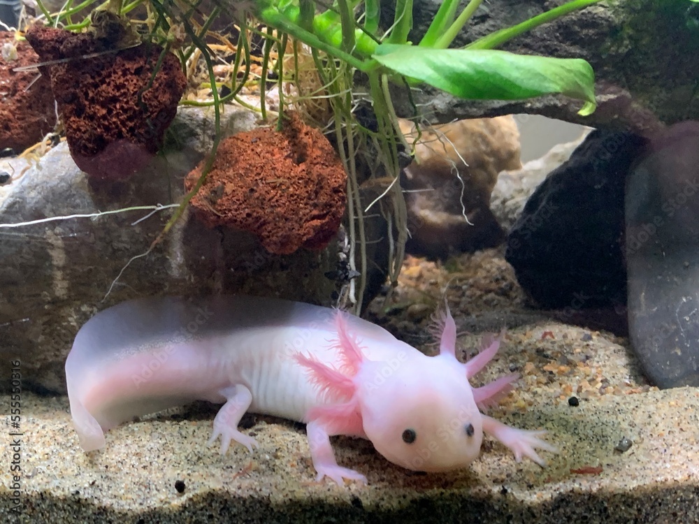 Leucistic axolotl (Ambystoma mexicanum) in beautiful planted aquarium ...