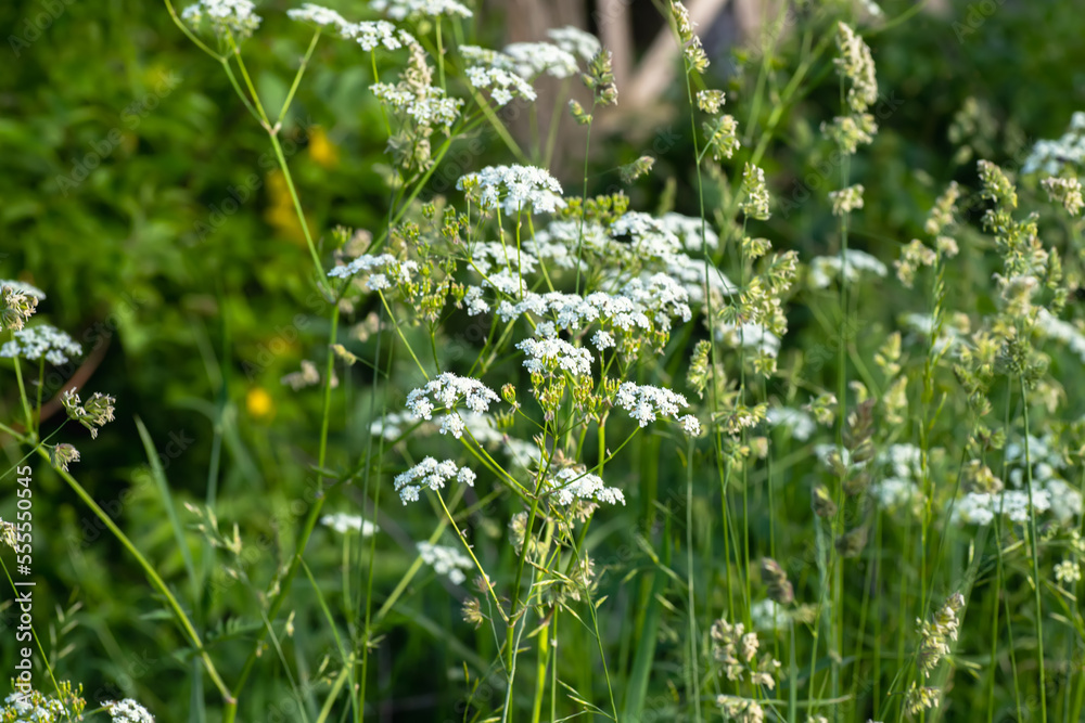Anthriscus sylvestris, cow parsley, wild chervil, wild beaked parsley ...