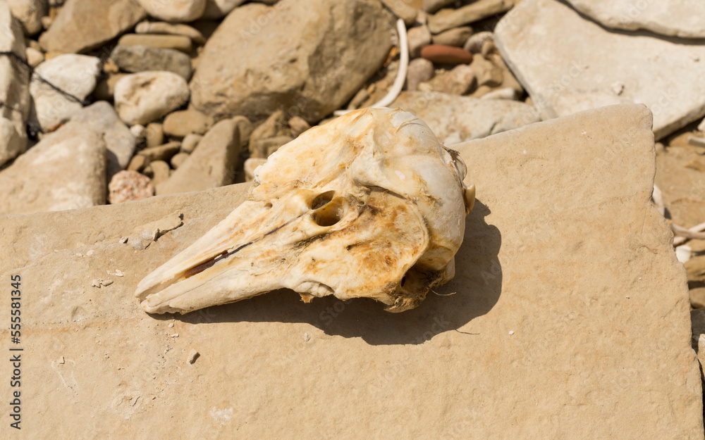 Decomposition of the corpse of a Black Sea dolphin. The skull of a ...