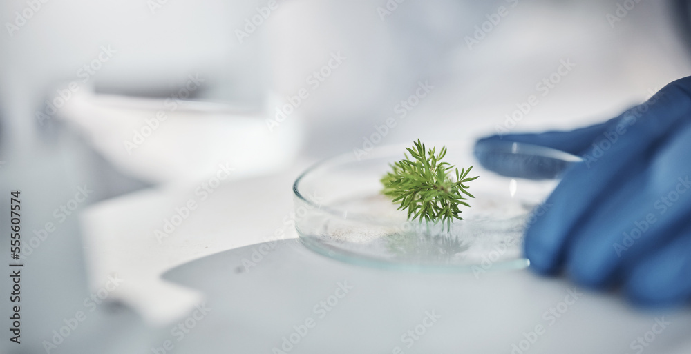 Science, research and hands with plants in petri dish for horticulture ...