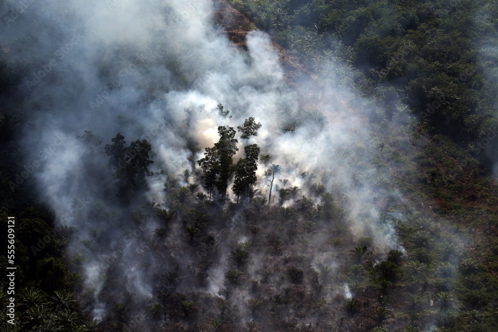 Haze rising from an oil palm plantation and forest in Riau Stock Photo ...