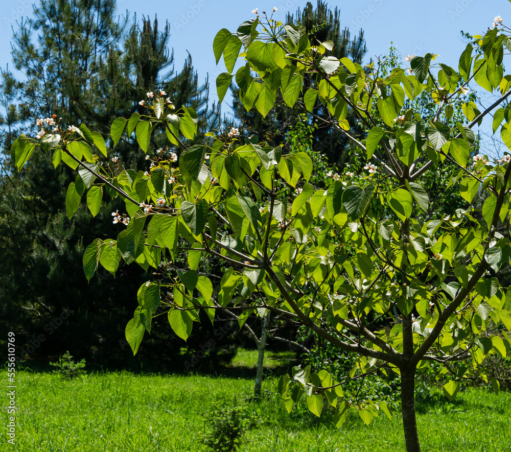 Tung tree blooms in spring Arboretum Park Southern Cultures in Sirius ...
