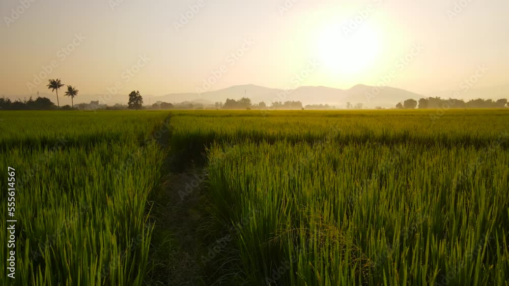 Rice fields with droplets during sunrise over the mountains. Dolly in ...