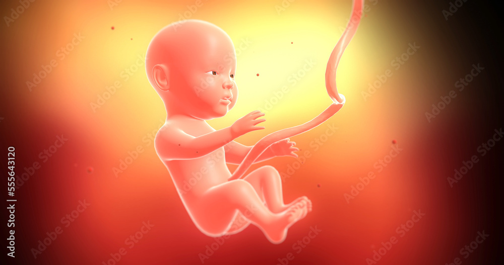 Human baby inside of mother's womb. Slowly moving and kicking. Ready to ...
