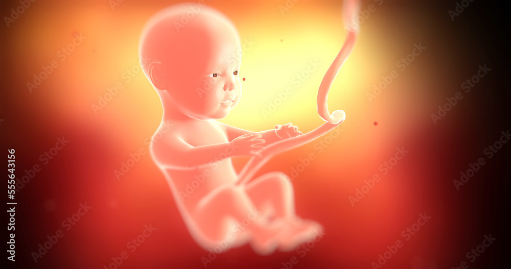 Beautiful baby fetus kicking inside of mother's womb. Ready to born ...