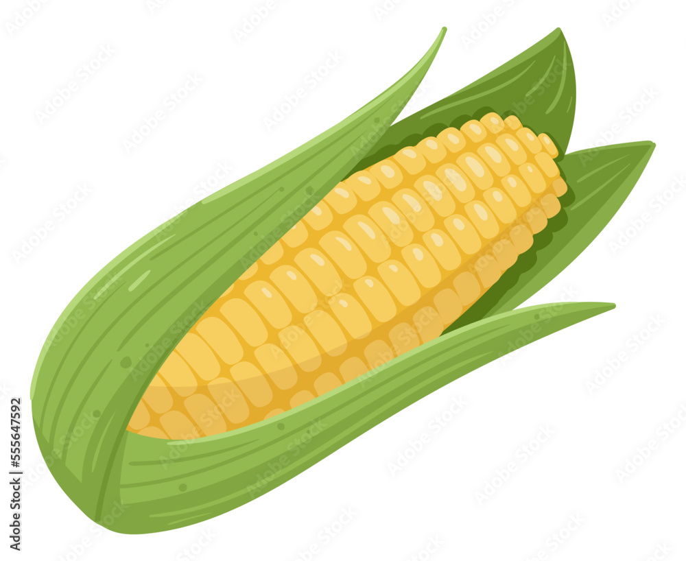 Cartoon sweet golden corn. Summer farm agriculture, raw fresh corn ...