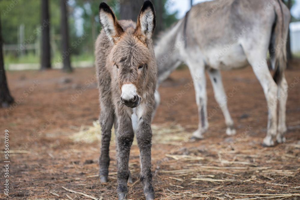 Cute and fluffy donkey foal standing on his lanky legs facing the ...