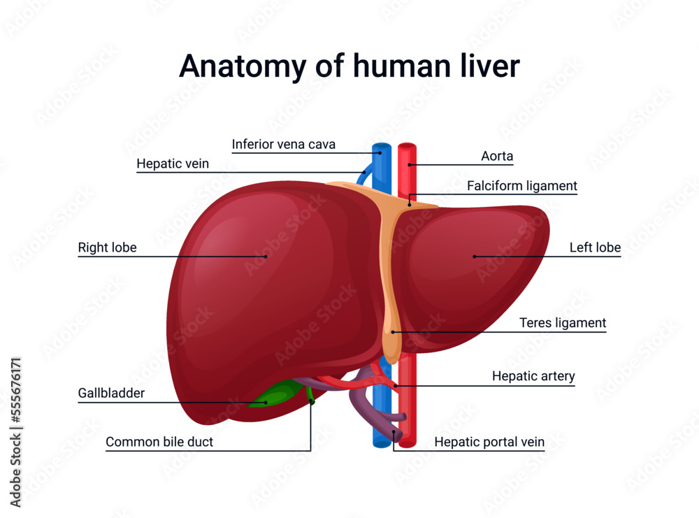 Anatomy of human liver, design for medical illustration Stock Vector ...