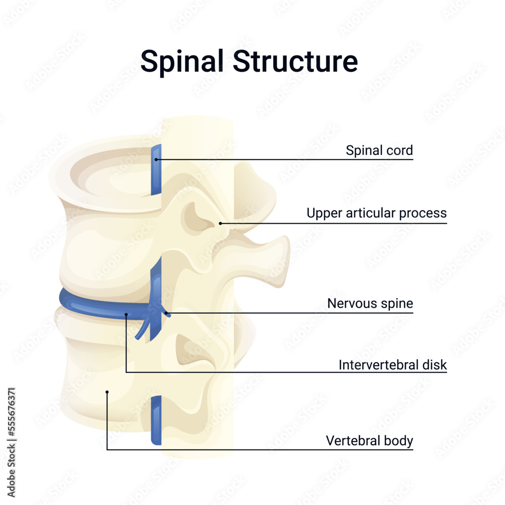 Anatomy structure of human spine vector Stock Vector | Adobe Stock