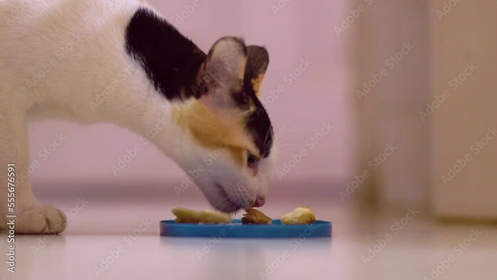 Low angle, ground level, closeup front view of hungry calico cat eating ...