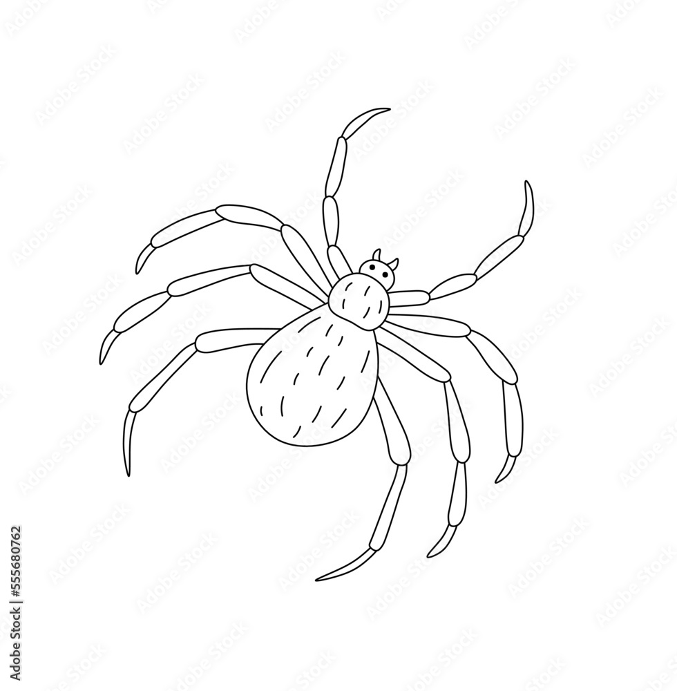 Vector isolated simple minimal big furry spider top view colorless ...