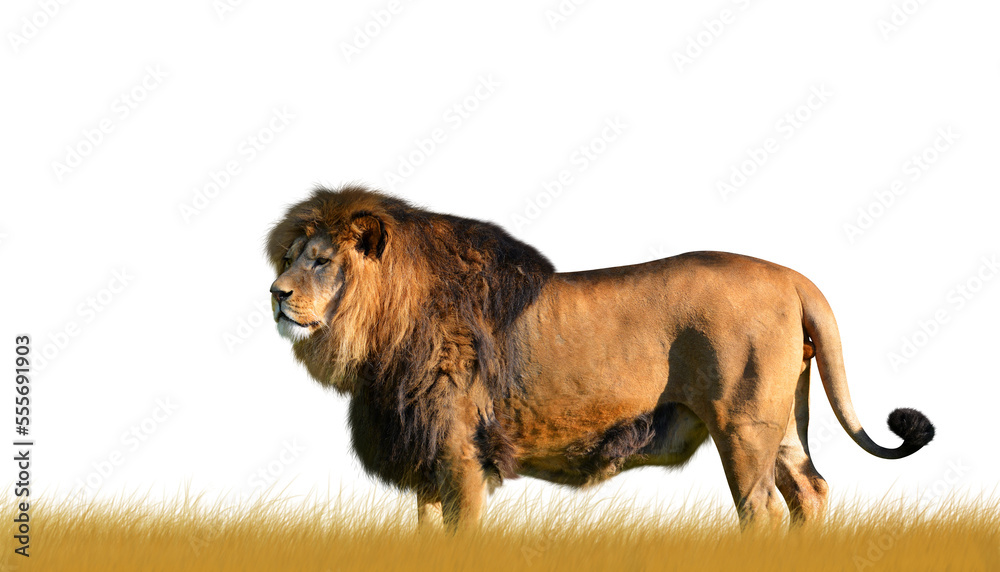 Lion isolated on transparent background, PNG. Stock Photo | Adobe Stock