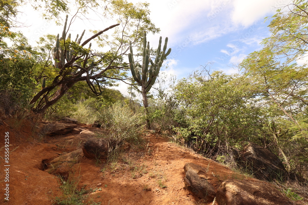 Foto de TREES AND VEGETATION OF THE CAATINGA BIOME IN NORTHEAST BRAZIL ...