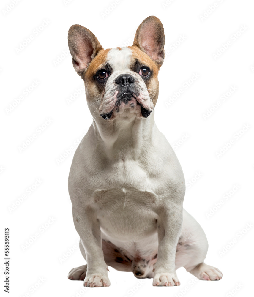 Transparents Png Dogs Stock Photo | Adobe Stock