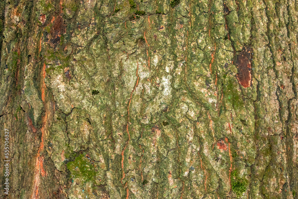 Oak bark close-up. The texture of the trunk of the Quercus petraea oak ...