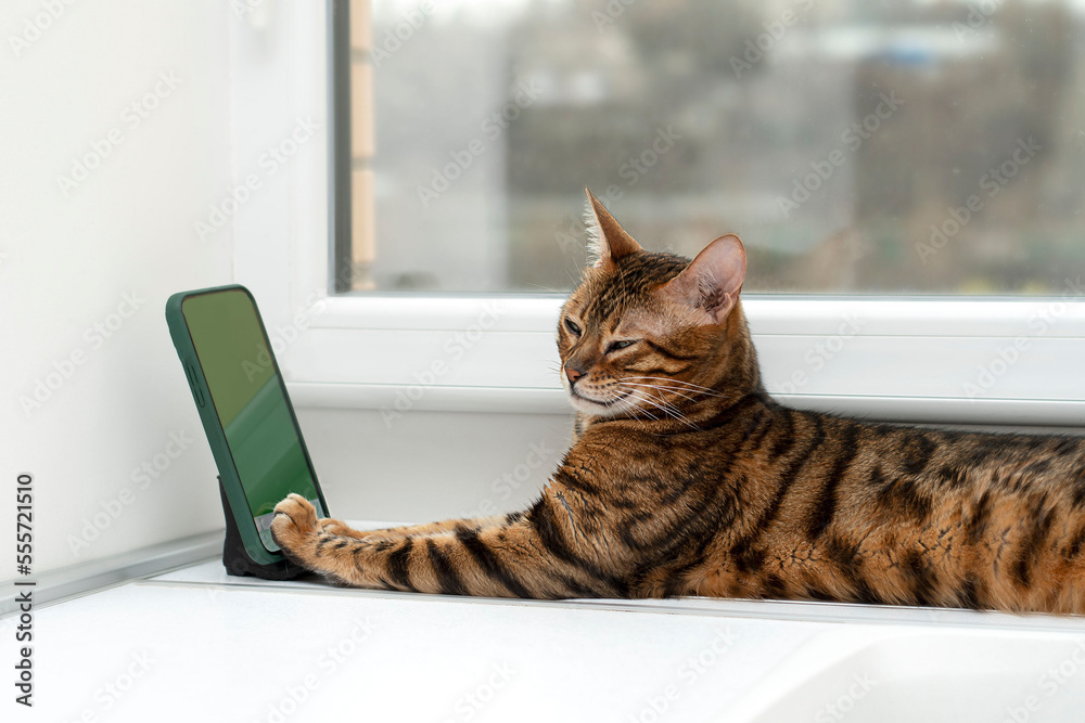 Animal. A beautiful bengal cat lies near the window with a cell phone ...