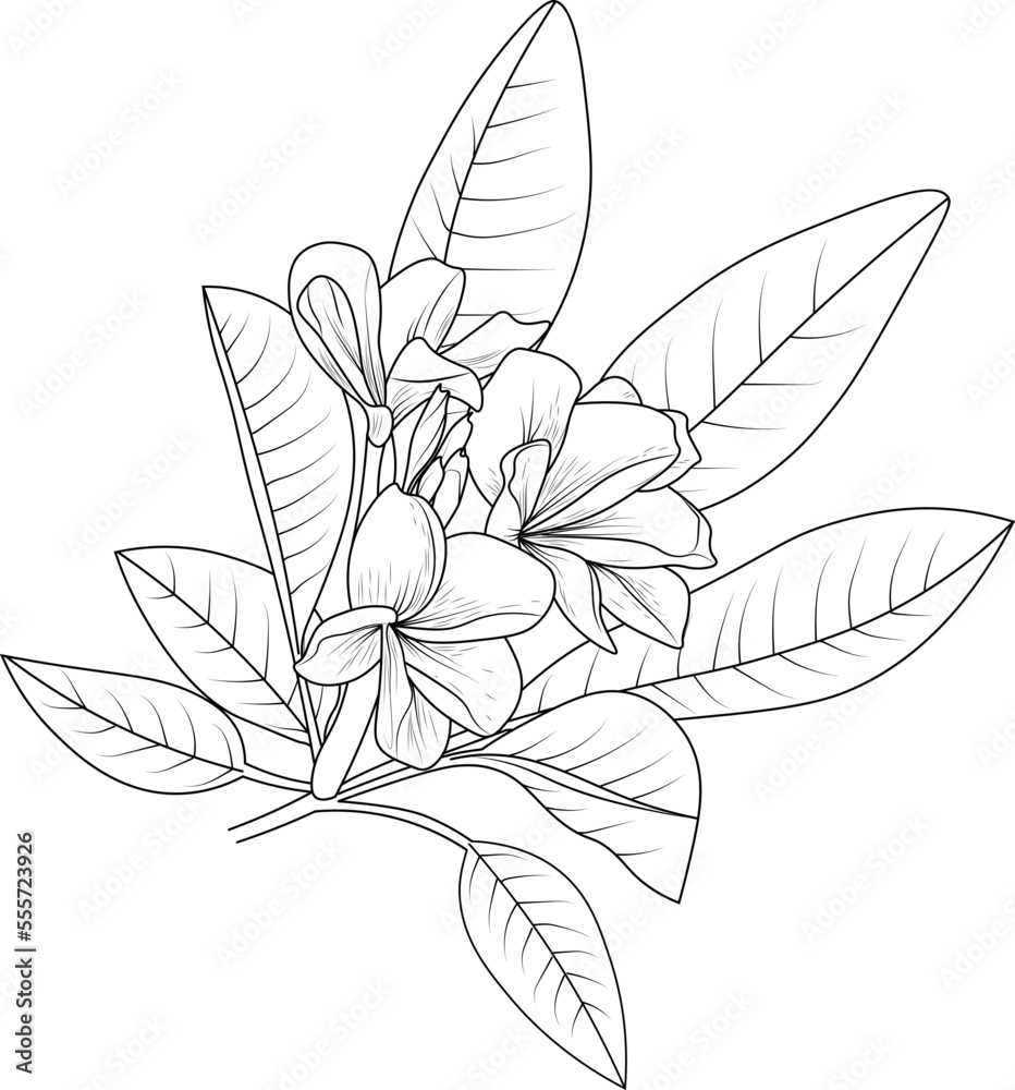 frangipani flower drawing, Isolated flower hand drawn vector sketch ...