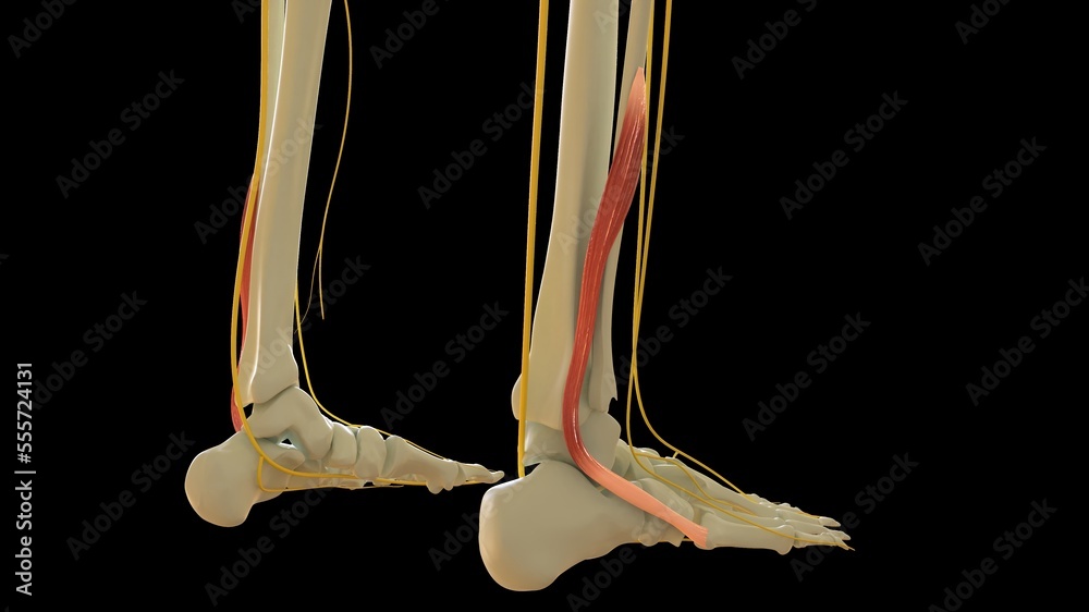 Peroneus Brevis Muscle anatomy for medical concept 3D rendering Stock ...