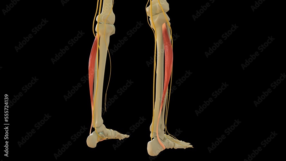 Peroneus longus Muscle anatomy for medical concept 3D rendering Stock ...