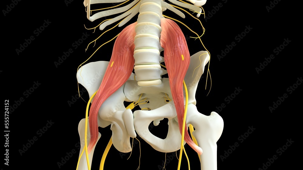 Psoas Major Muscle anatomy for medical concept 3D rendering Stock ...