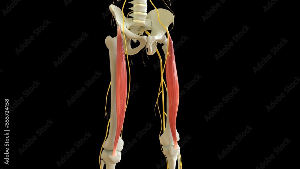 Rectus Femoris Muscle anatomy for medical concept 3D rendering Stock ...