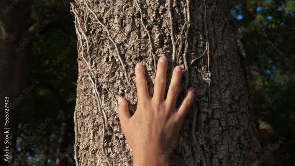 Sensory hand touch tree bark. A sensory woman hands touch the tree bark ...
