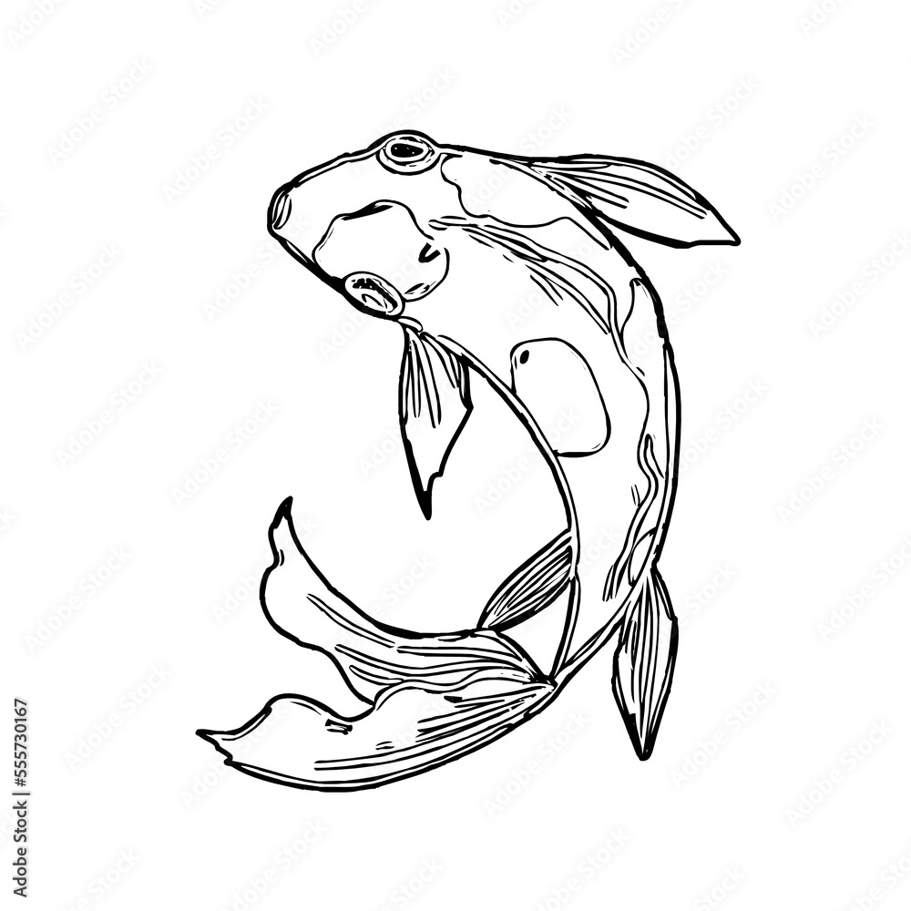 black and white drawing sketch of a koi fish with transparent ...