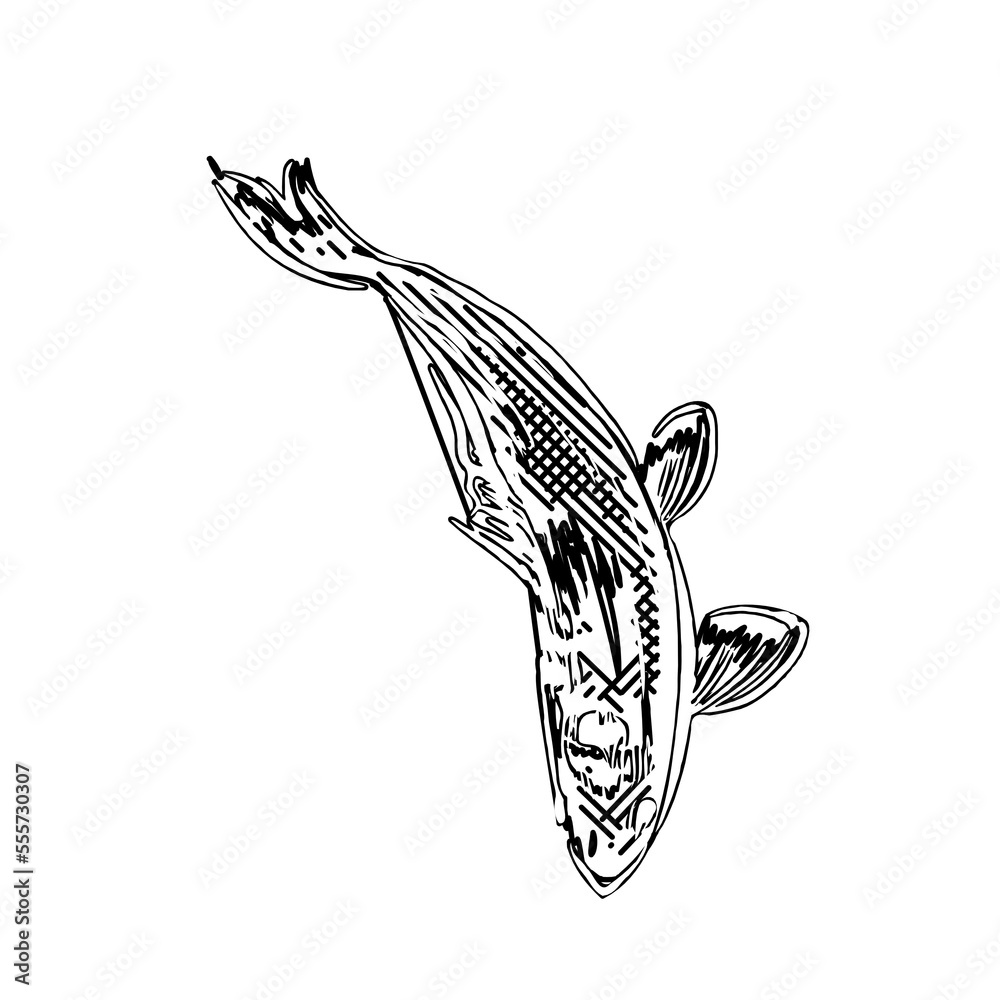 black and white drawing sketch of a koi fish with transparent ...