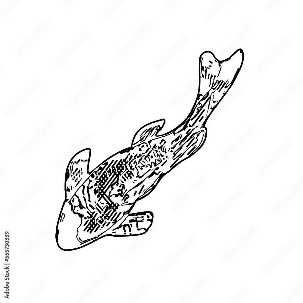 black and white drawing sketch of a koi fish with transparent ...