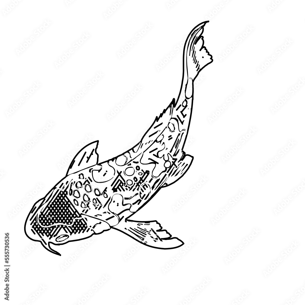 black and white drawing sketch of a koi fish with transparent ...