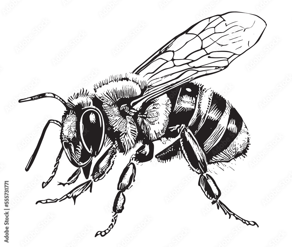 Bee side view hand drawn sketch Vector illustration Stock Vector ...