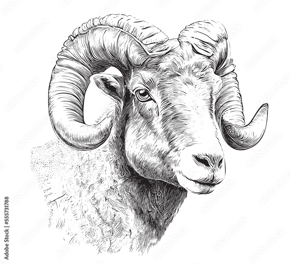Portrait of a ram head sketch hand drawn Vector illustration Stock ...