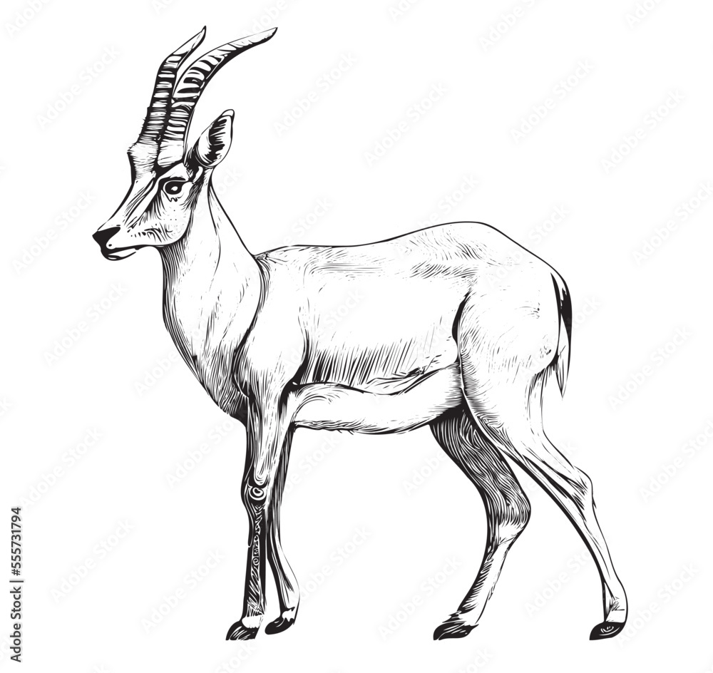 Antelope hand drawn sketch Vector illustration Stock Vector | Adobe Stock