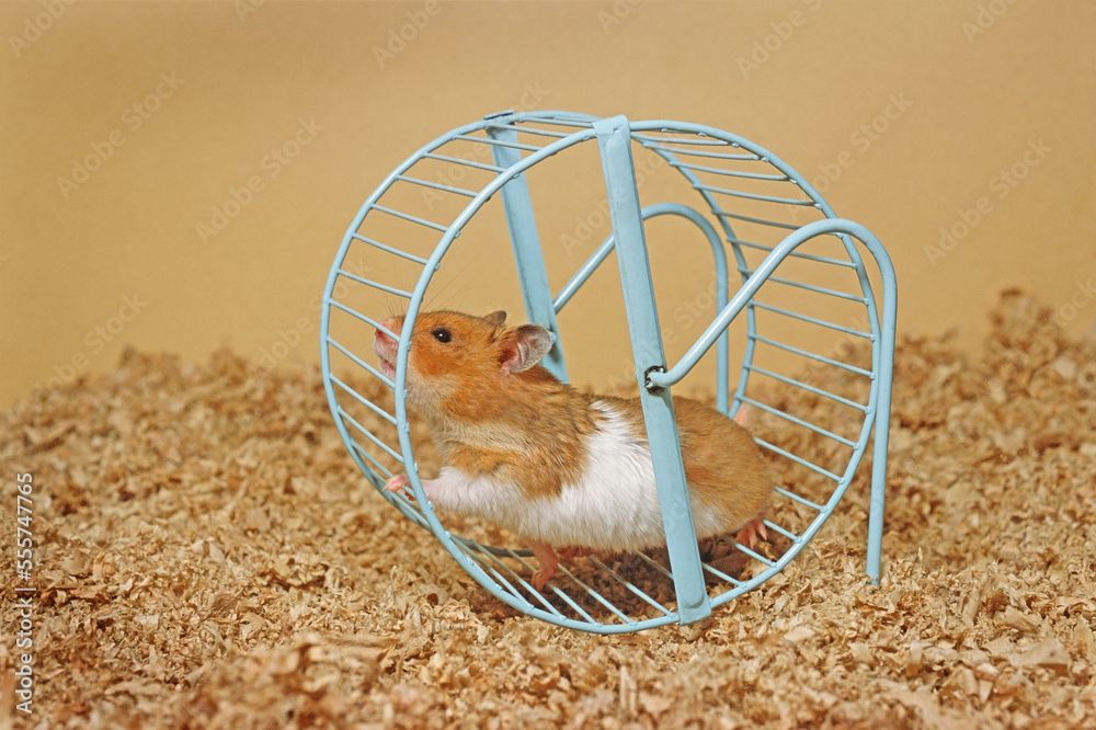 Hamster Running on Wheel Stock Photo | Adobe Stock