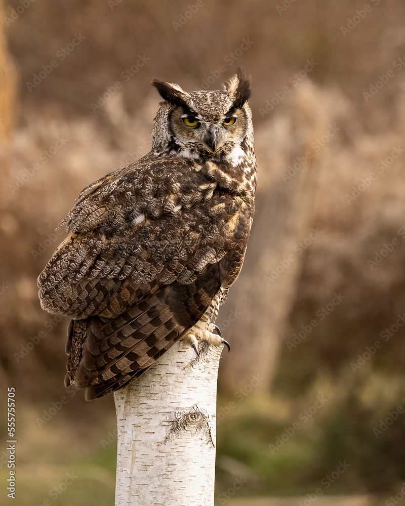 Beautiful Great Horned Owl perched on a birch tree stump in a open ...