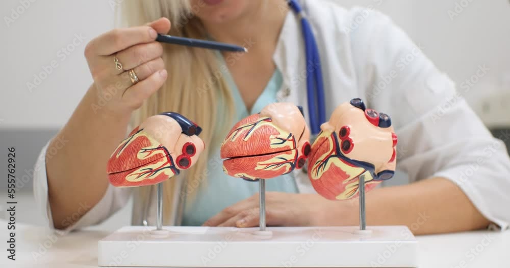 The doctor explains the anatomy of the structure of the heart on the ...