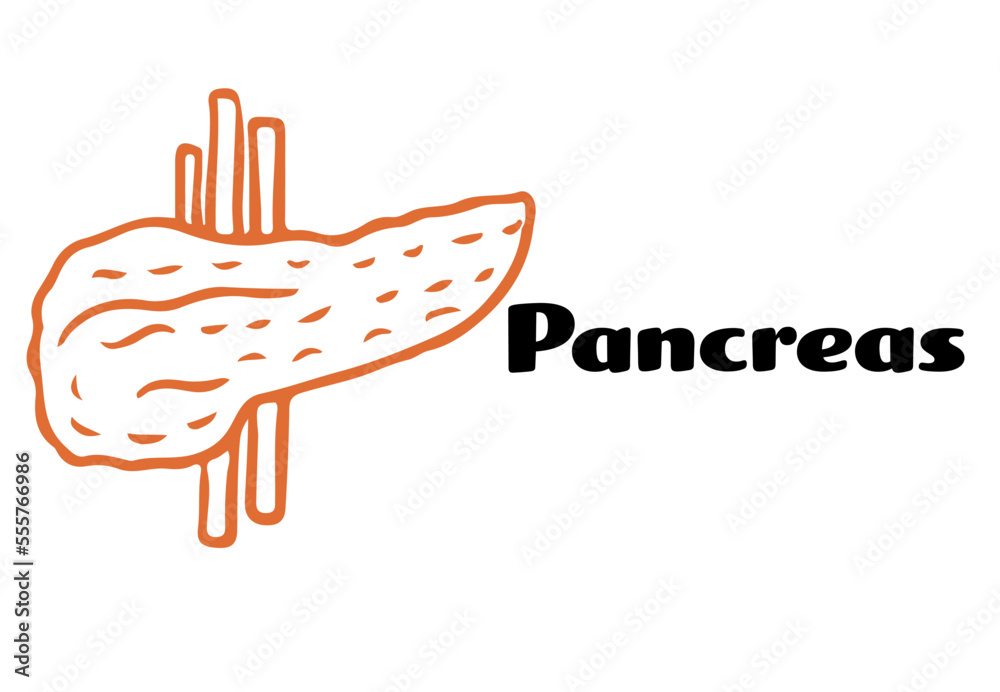 Pancreas organ sketch drawing vector Stock Vector | Adobe Stock