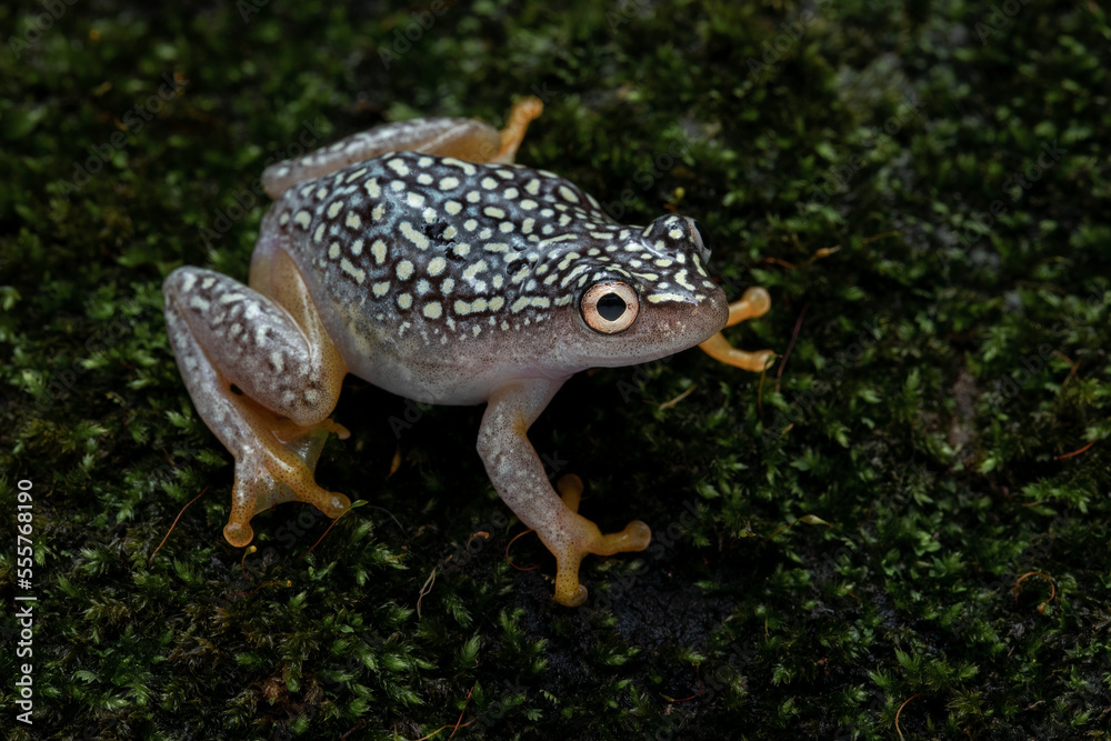 Starry Night Reed Frog (Heterixalus alboguttatus) endemic to Madagascar ...