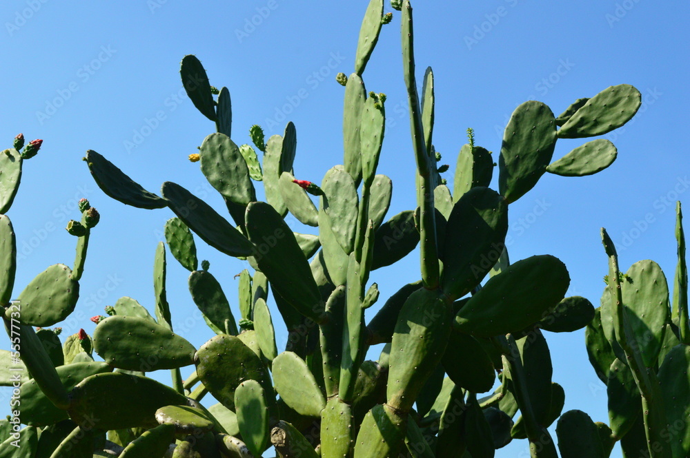 Cactus plants that grow in the area of the Brahu temple, a relic of the ...