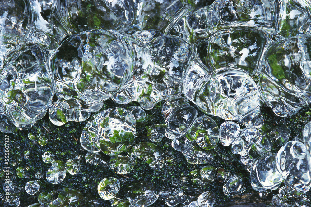 Frozen Moss Stock Photo | Adobe Stock