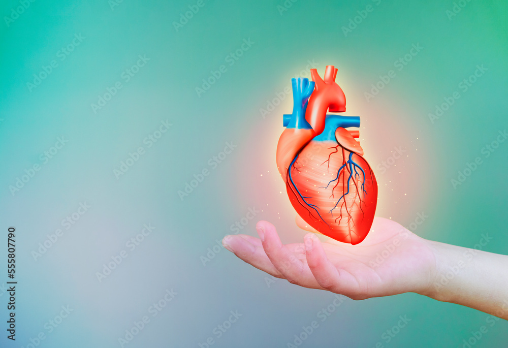 heart attack, human heart isolated on light background. cardiology and ...