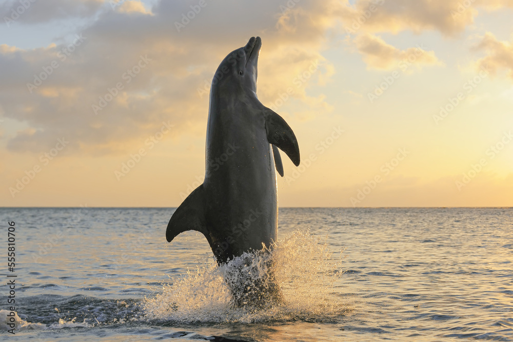 Common Bottlenose Dolphin Tail-Walking, Roatan, Bay Islands, Honduras ...