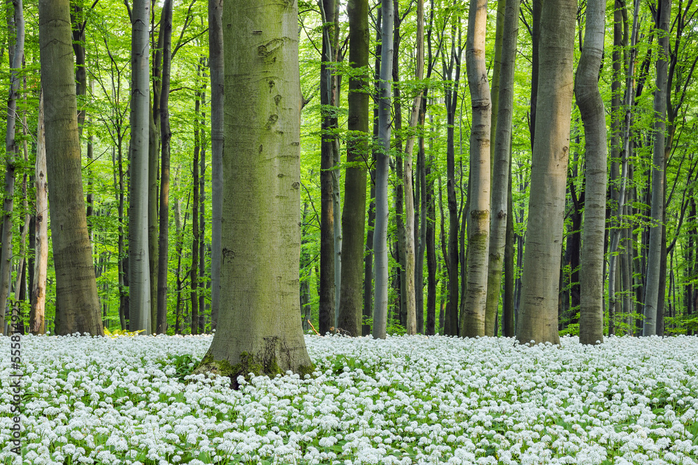 Ground cover of ramsons (Allium ursinum) in a beech tree (fagus ...