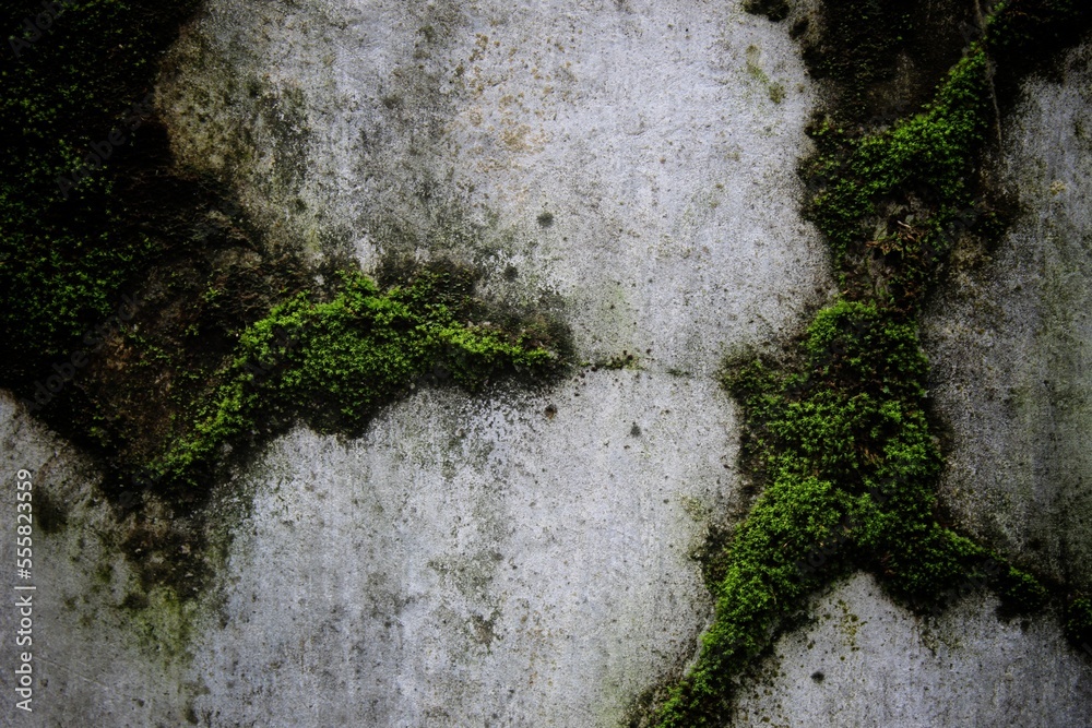 Cracked and mossy cement wall texture, Old white cracked and mossy wall ...