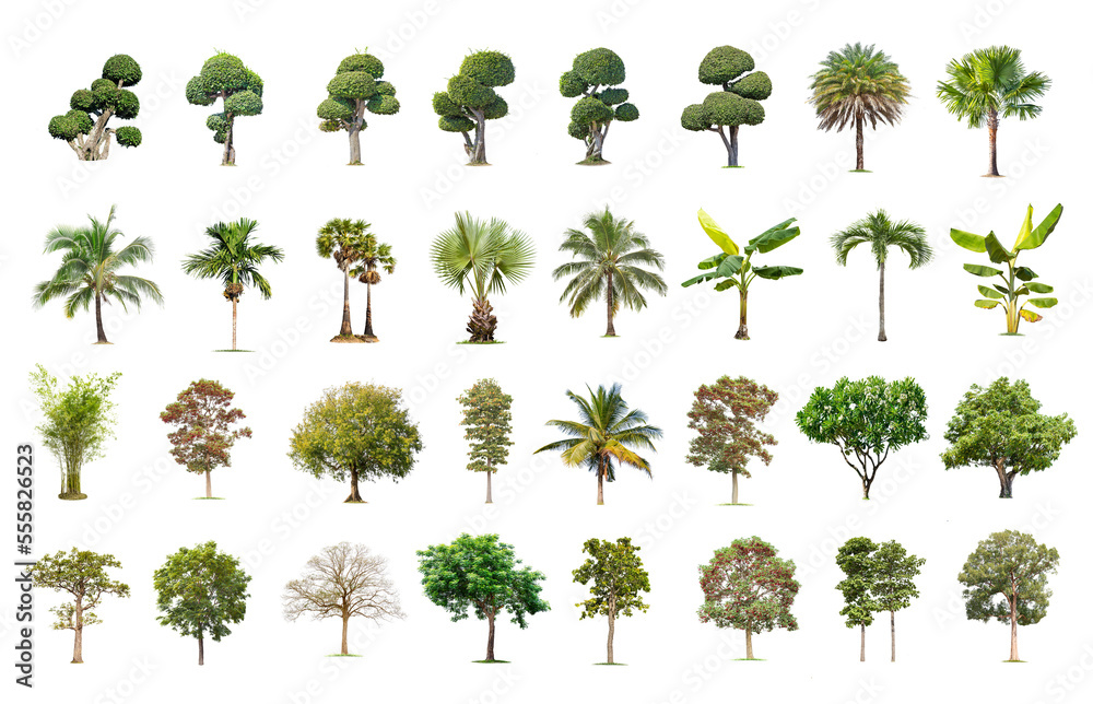 Pictures Of Different Types Of Trees With Their Names